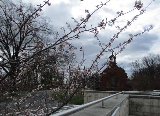 Cherry Blossoms on Campus - President Lincoln's Cottage | A Home for ...